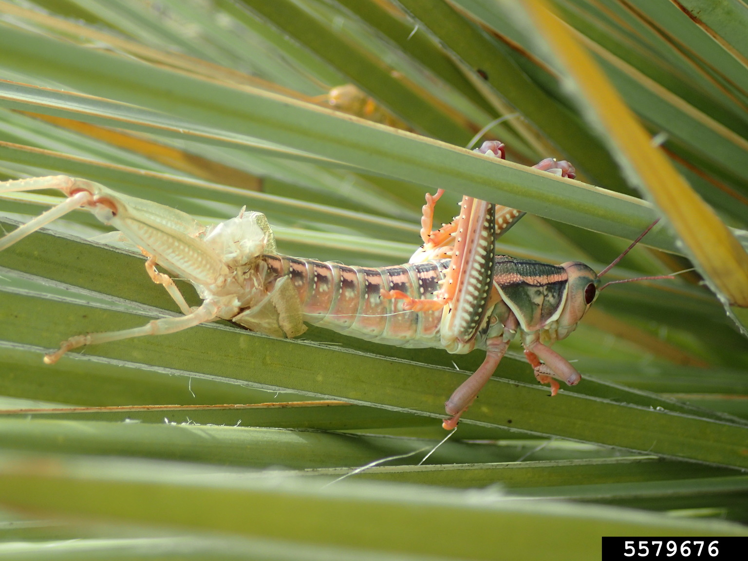 plains lubber grasshopper (Brachystola magna (Girard, 1853))