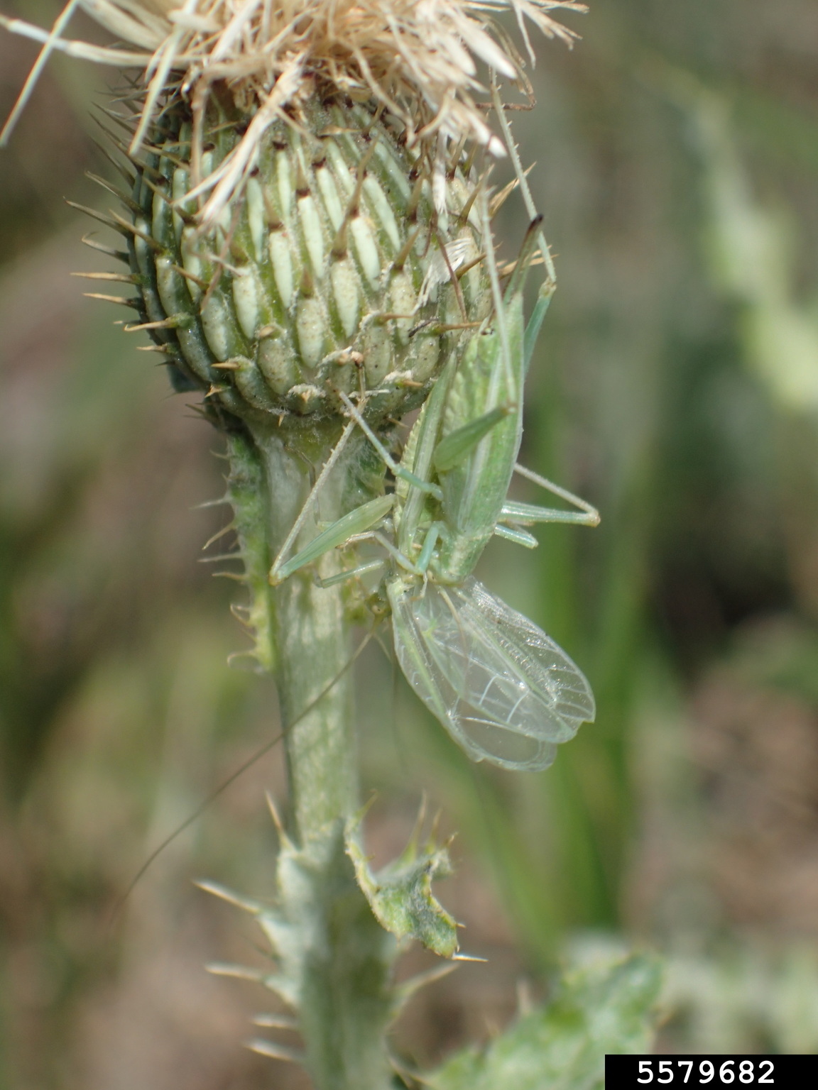 common tree crickets (Genus Oecanthus)