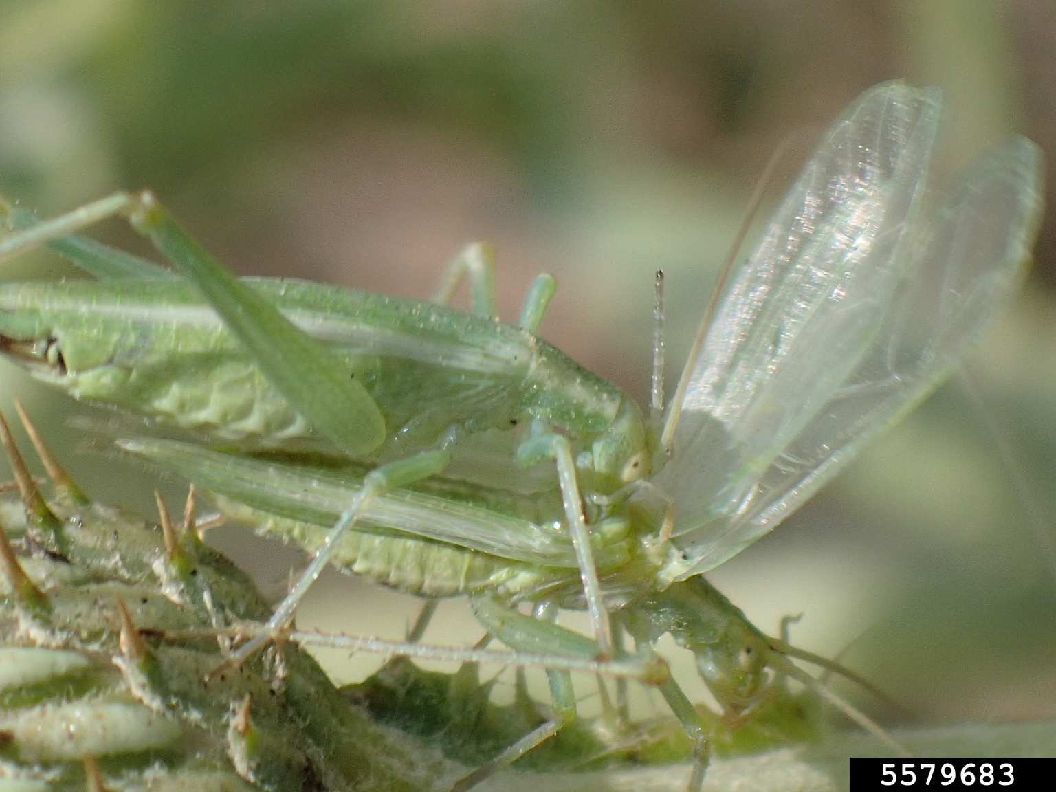 common tree crickets (Genus Oecanthus)