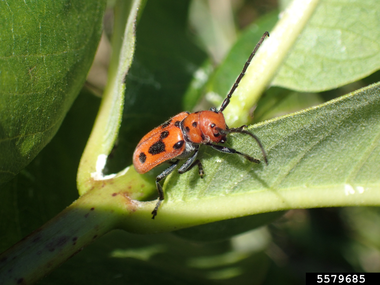 red milkweed beetle (Tetraopes tetrophthalmus (Förster, 1771))