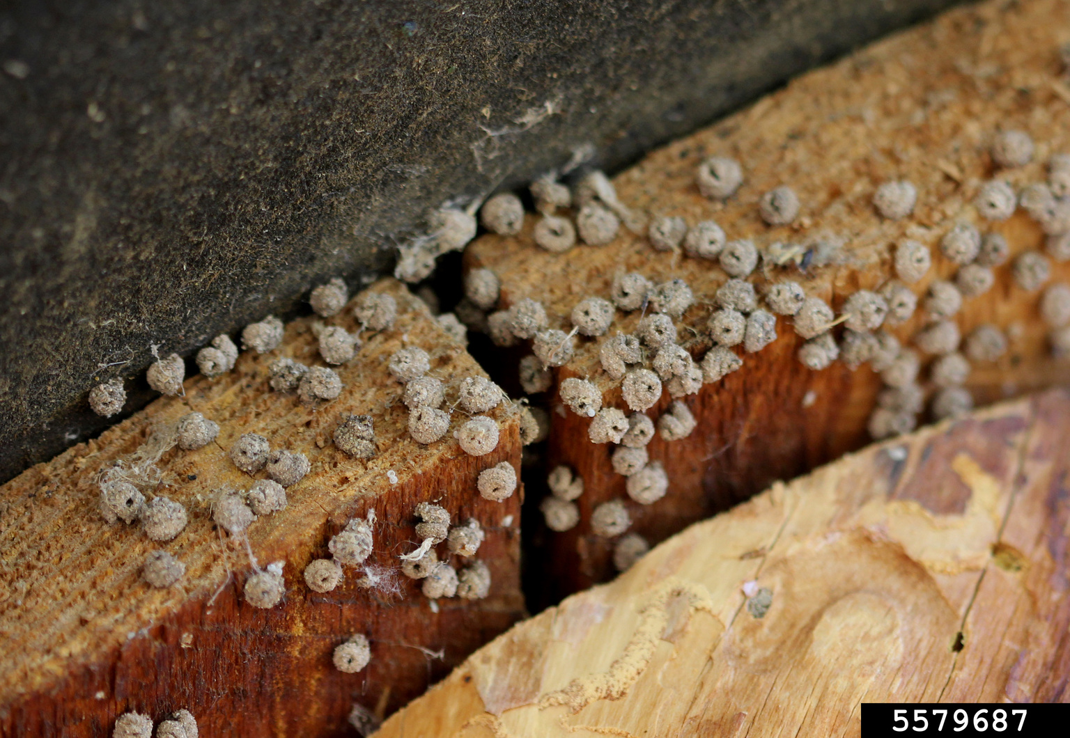 snailcase bagworm (Apterona helicoidella (Vallot, 1827))