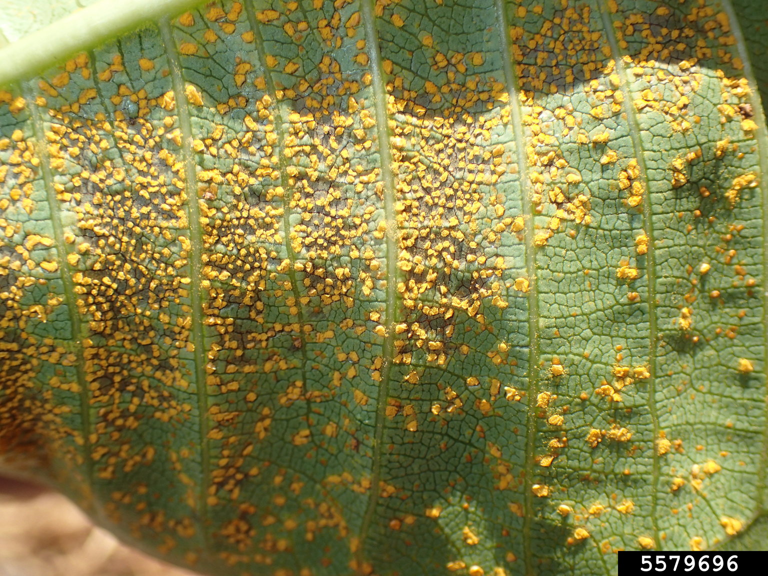 rust (Coleosporium plumeriae)