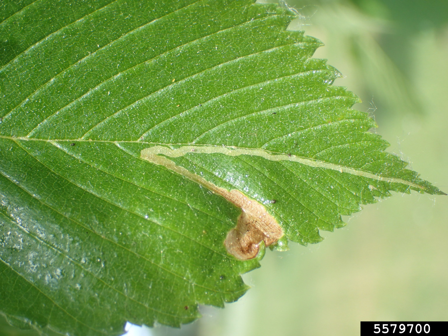 elm agromyzid leafminer (Agromyza aristata ) on elm (Ulmus spp. ) - 5579700