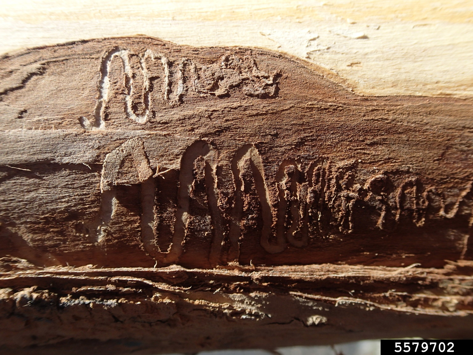 Cytospora cankers (Genus Cytospora Ehrenb.)