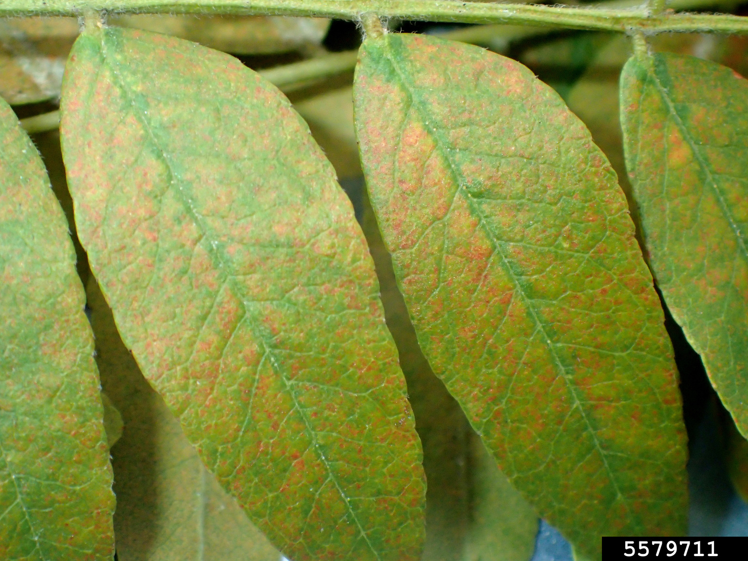 honeylocust spider mite (Platytetranychus multidigituli)