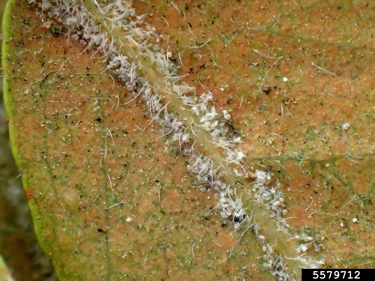honeylocust spider mite (Platytetranychus multidigituli (Ewing))