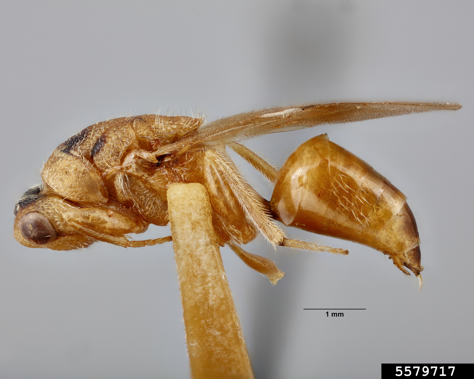Chalcid wasp (Bephratelloides pomorum Fabricius)