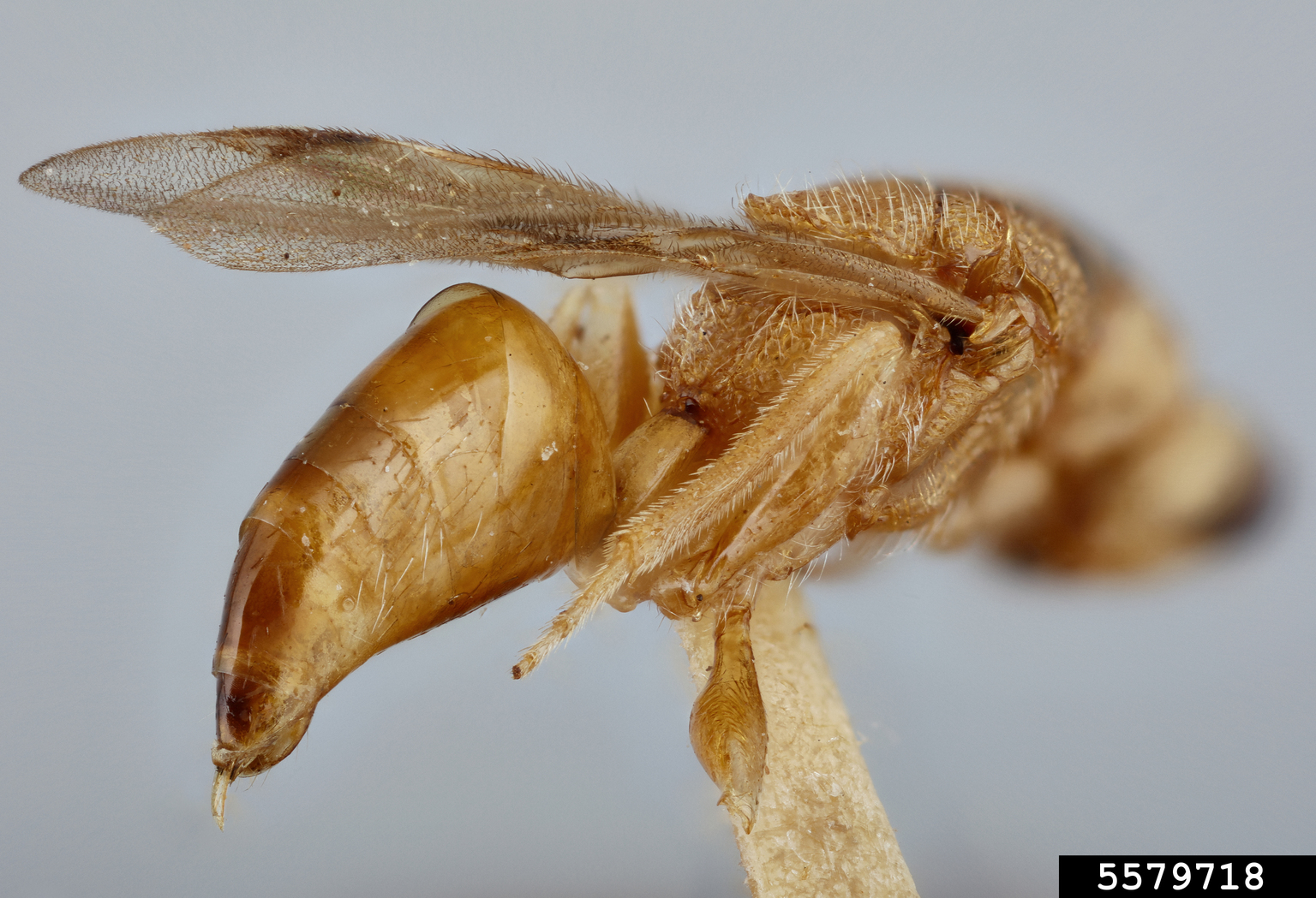 Chalcid wasp (Bephratelloides pomorum)