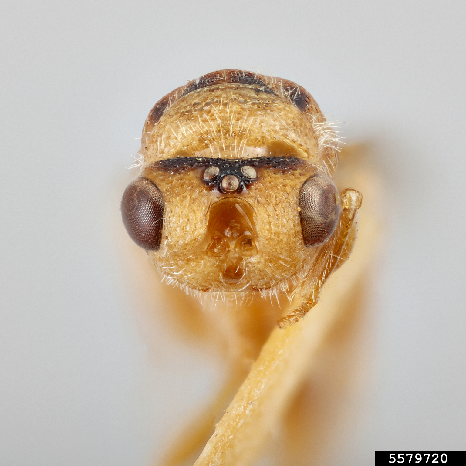 Chalcid wasp (Bephratelloides pomorum)