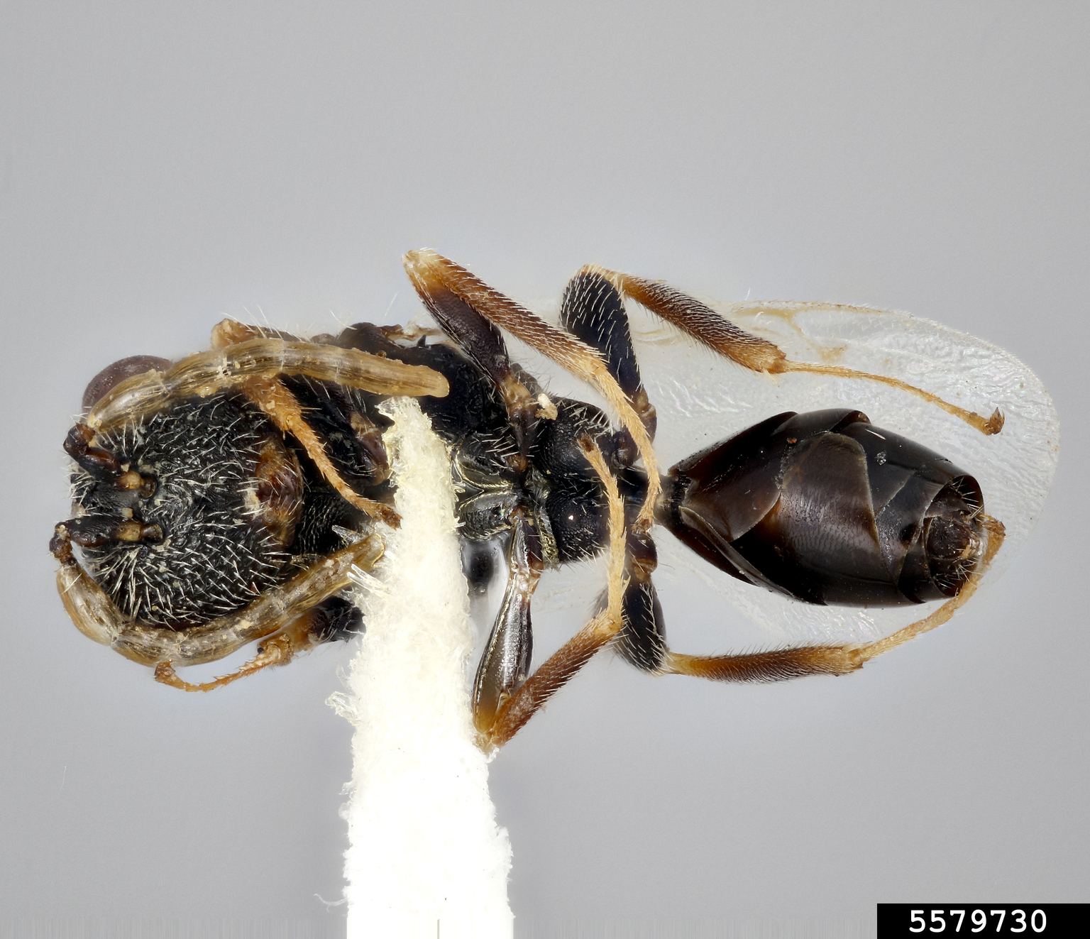 Chalcid wasp (Bruchophagus coluteae (Boucek))