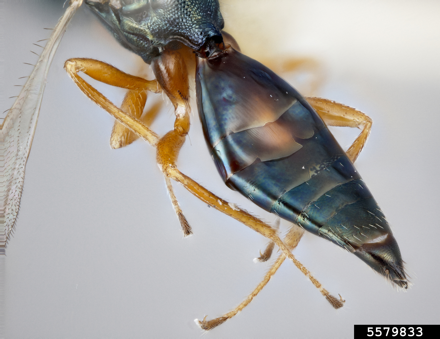 Chalcid wasp (Callitula elongata)