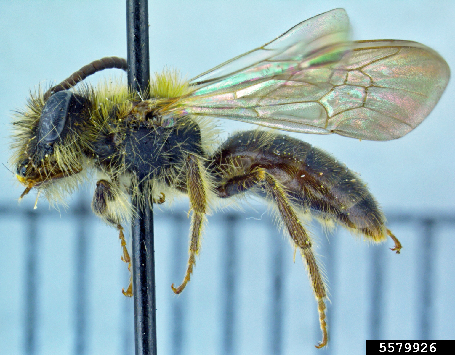 mining bee (Andrena nigrihirta (Ashmead, 1890))