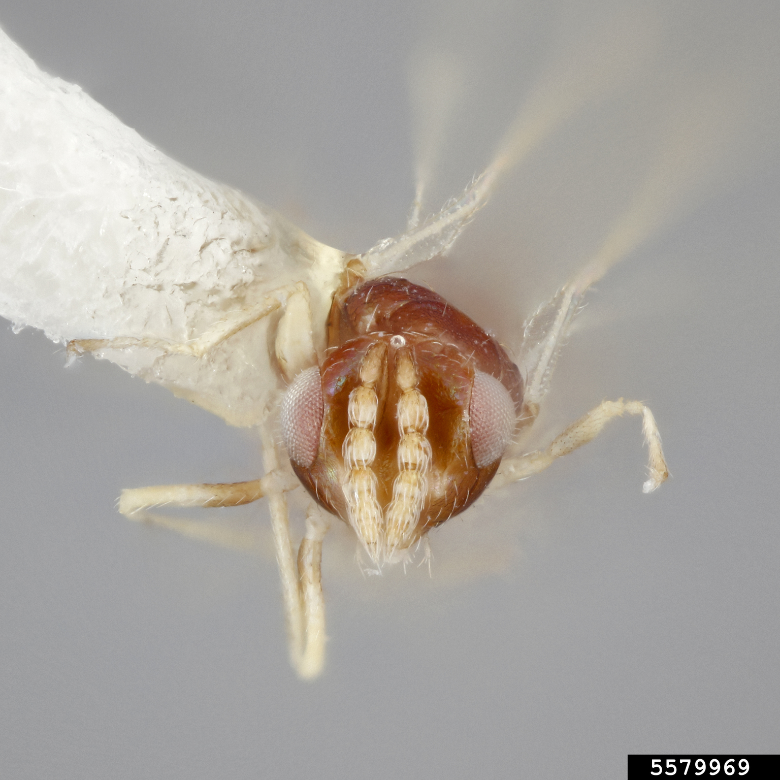 Chalcid wasp (Diglyphus intermedius)