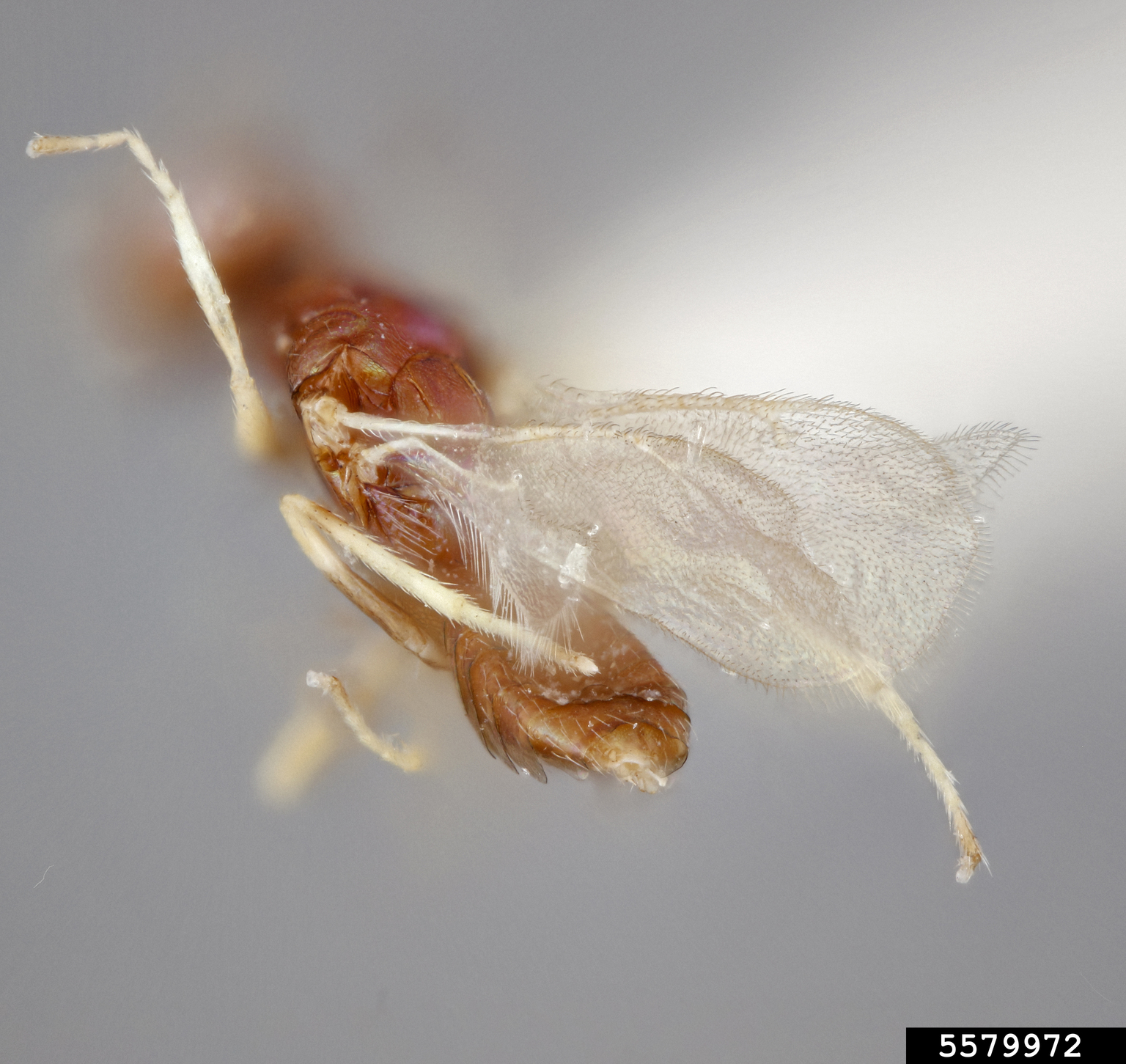 Chalcid wasp (Diglyphus intermedius (Girault))