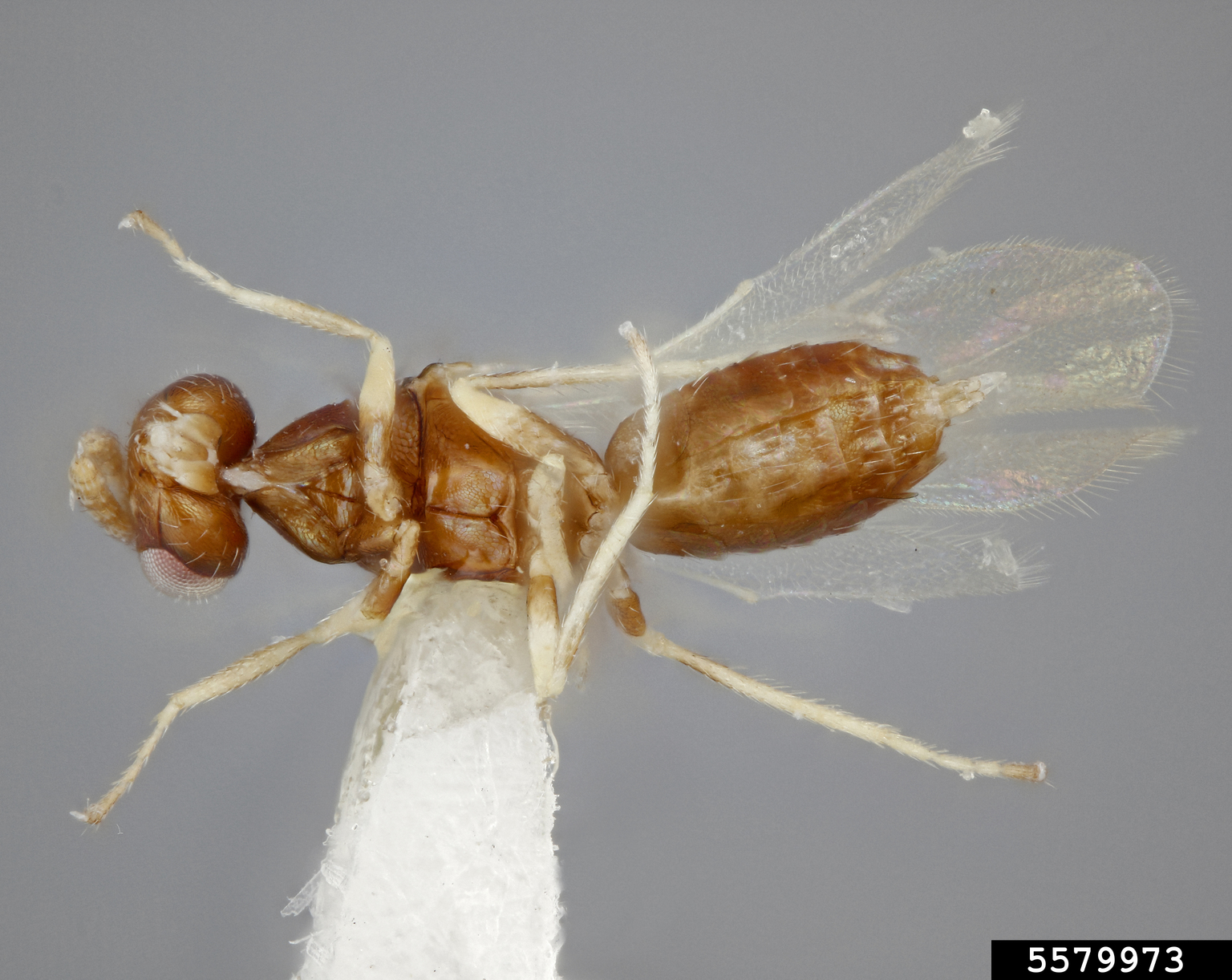 Chalcid wasp (Diglyphus intermedius)