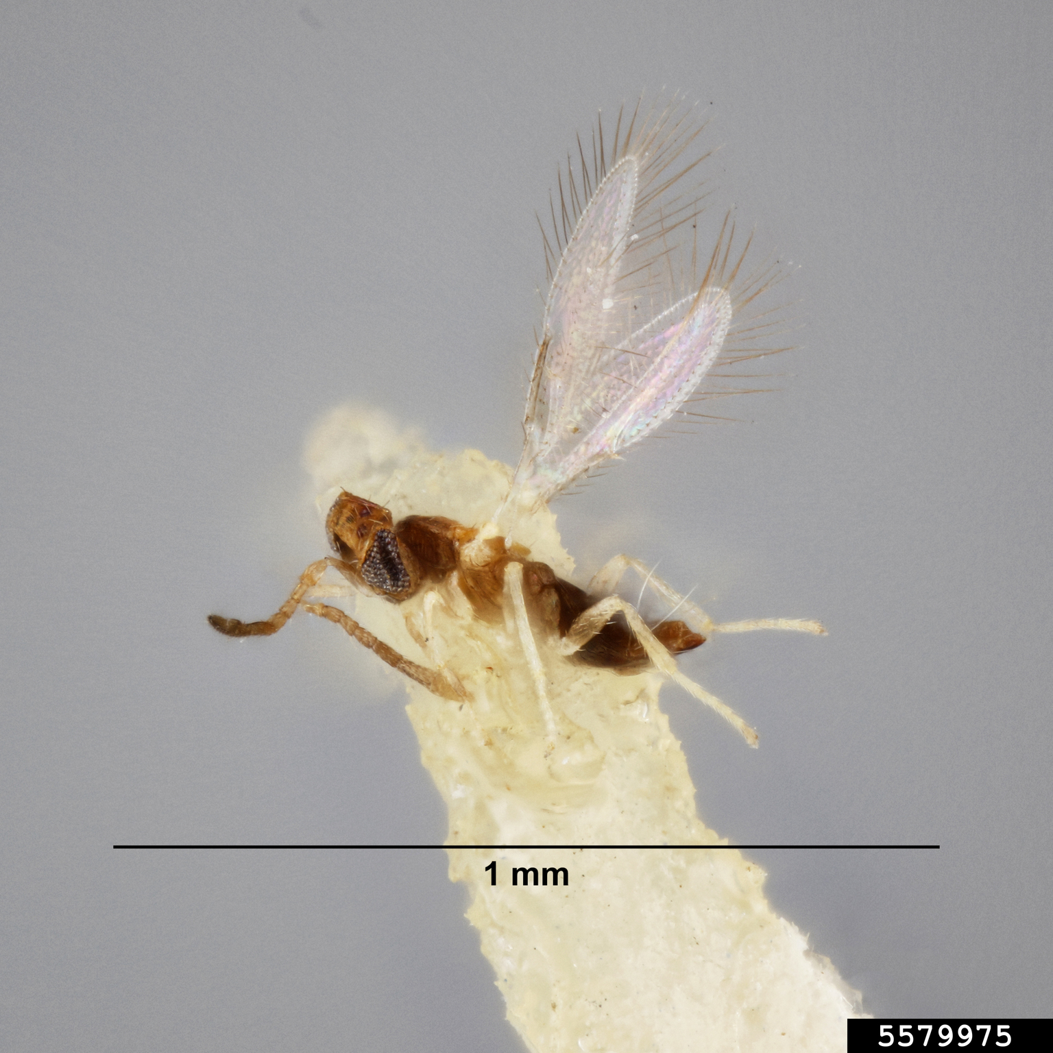 parasitoid wasp (Encarsia citrina (Craw, 1891))