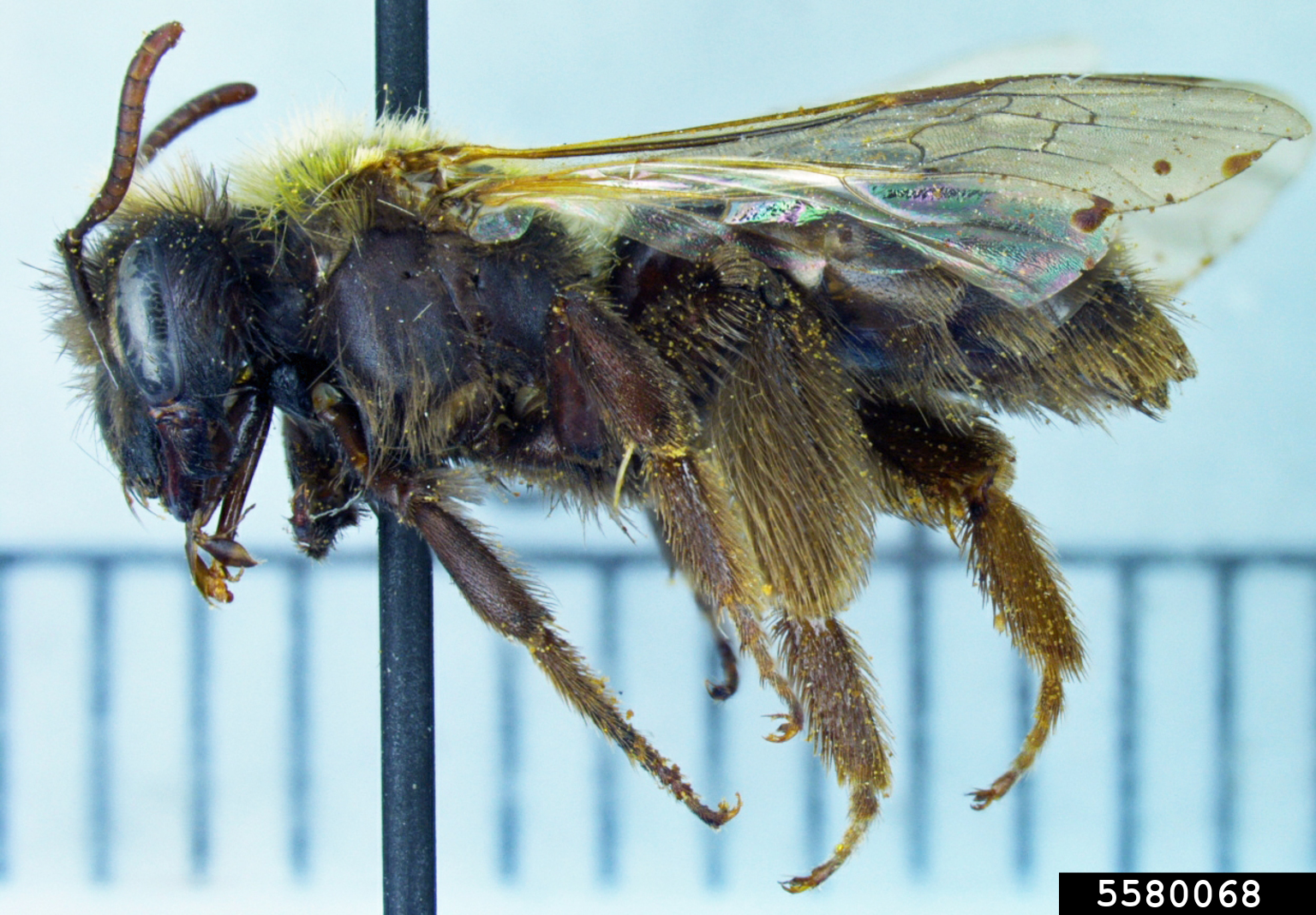 mining bee (Andrena nigroclypeata Linsley, 1939)