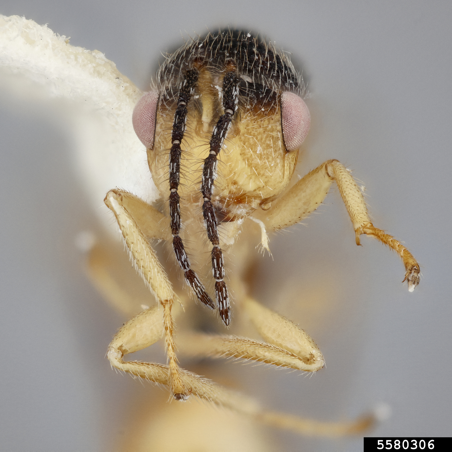 Chalcid wasp (Prodecatoma diospyri)