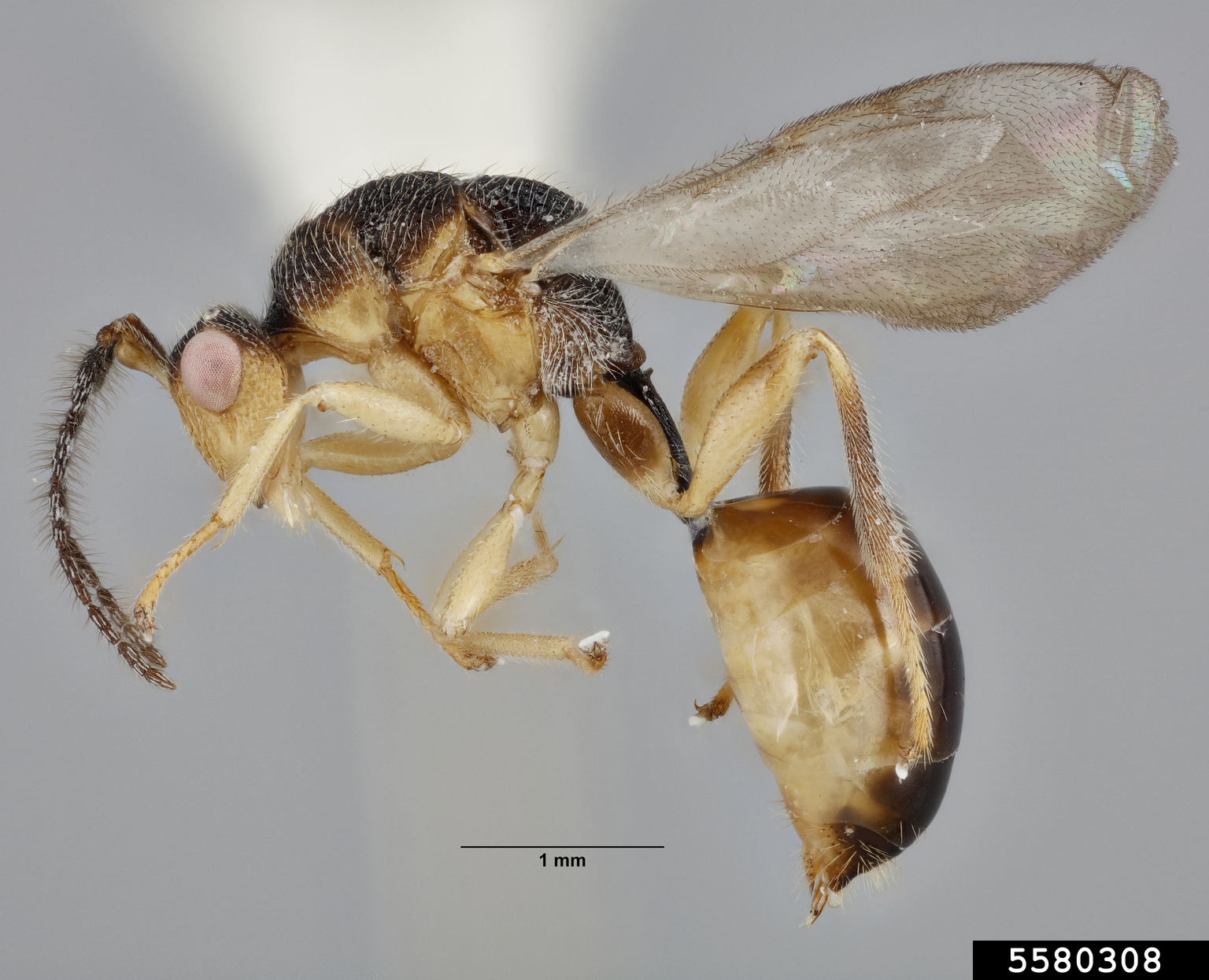Chalcid wasp (Prodecatoma diospyri)