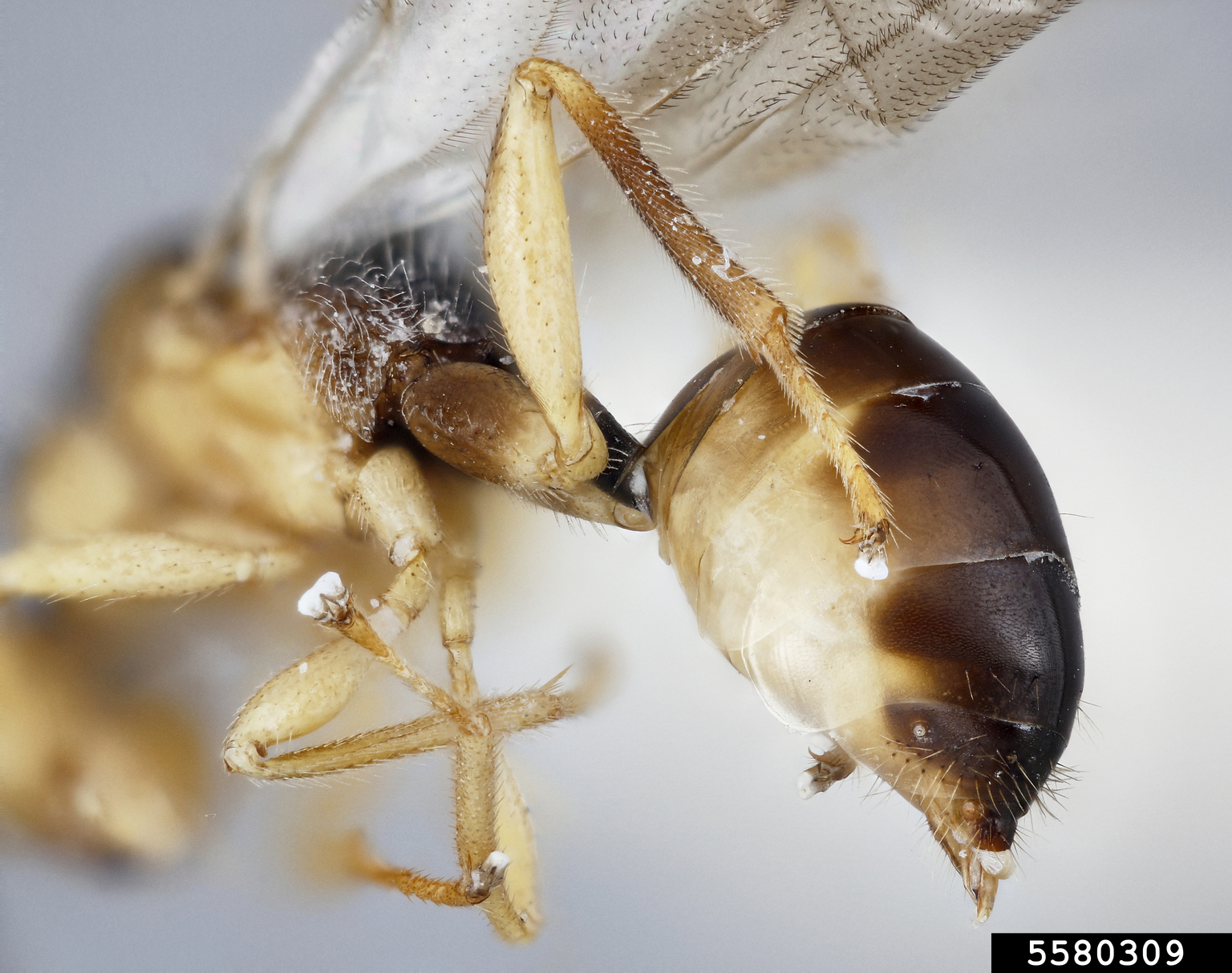 Chalcid wasp (Prodecatoma diospyri Muesebeck)