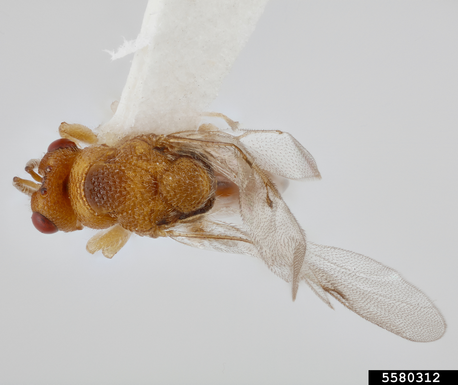 Chalcid wasp (Prodecatoma diospyri)