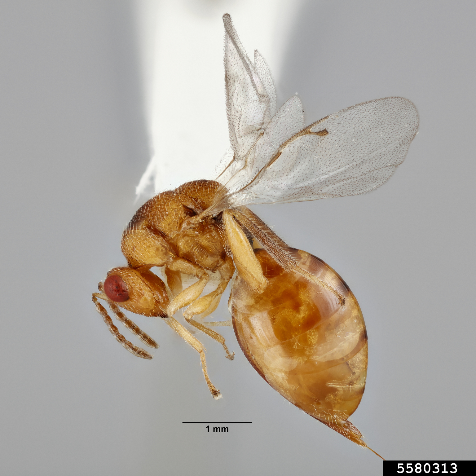 Chalcid wasp (Prodecatoma diospyri Muesebeck)