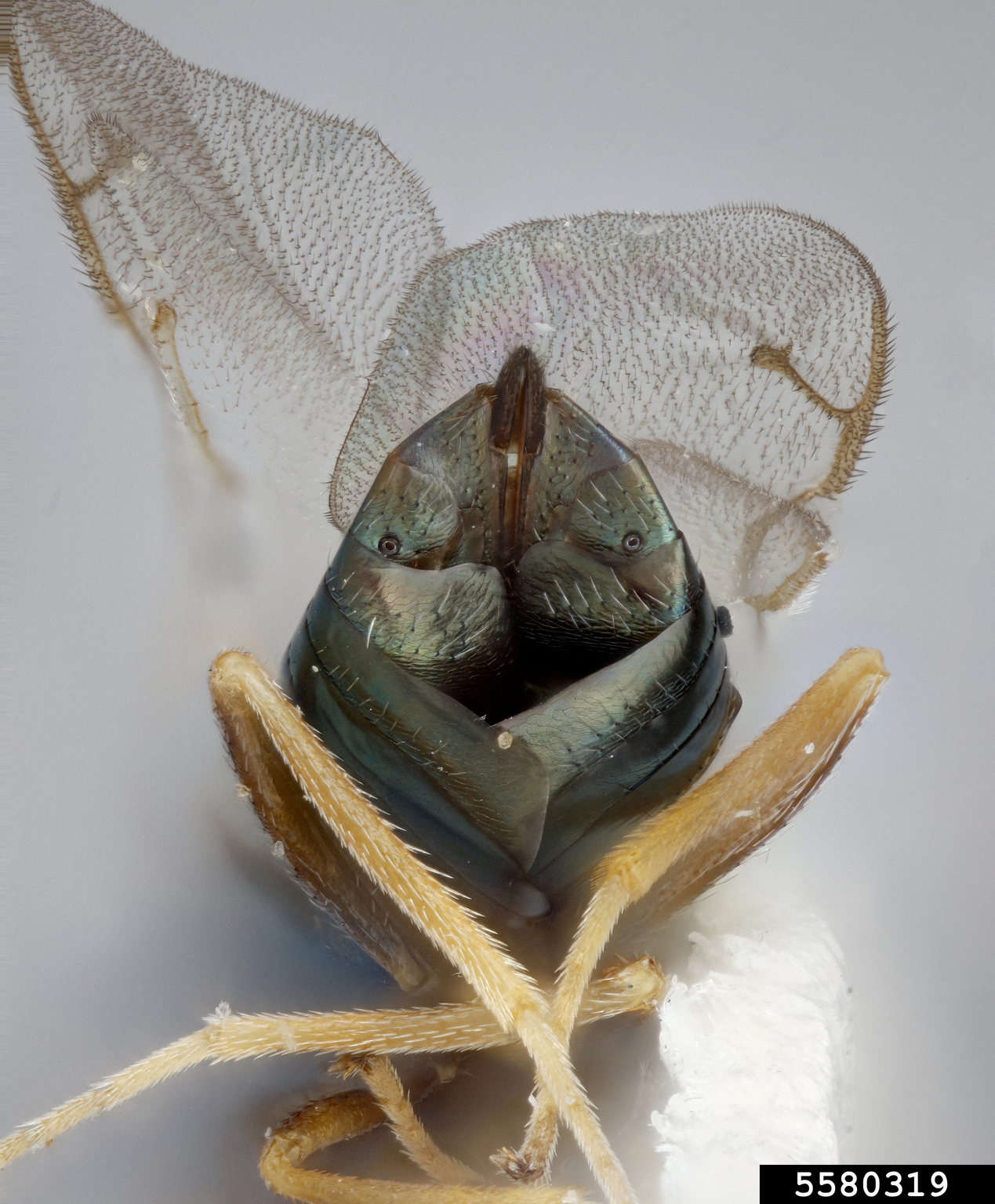 Pteromalid Wasp (Pteromalus puparum (Linnaeus))