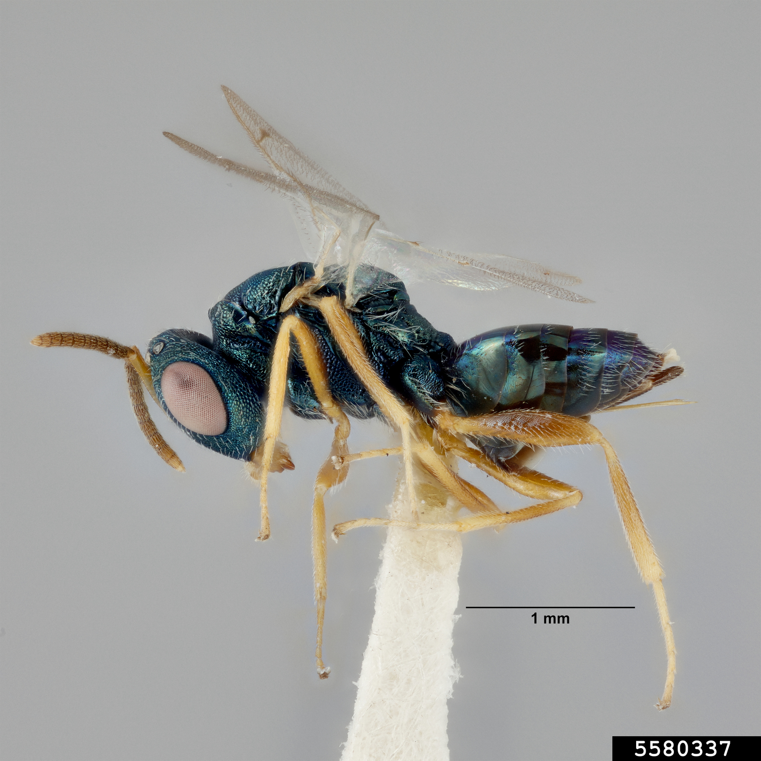 Pteromalid Wasp (Pteromalus puparum)