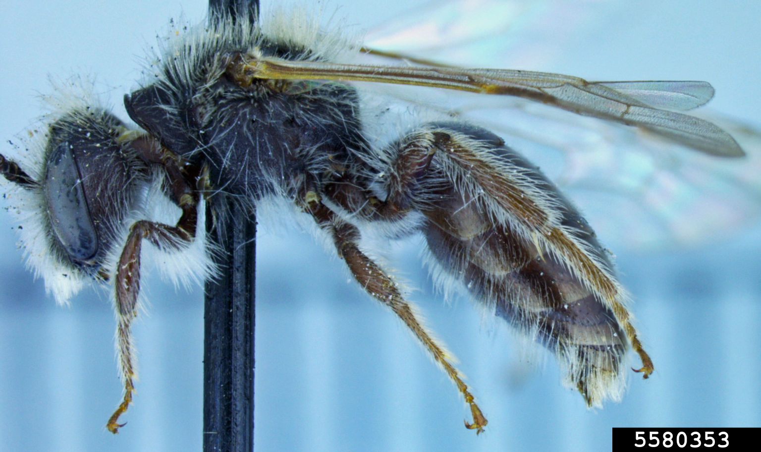 mining bee (Andrena fenningeri)