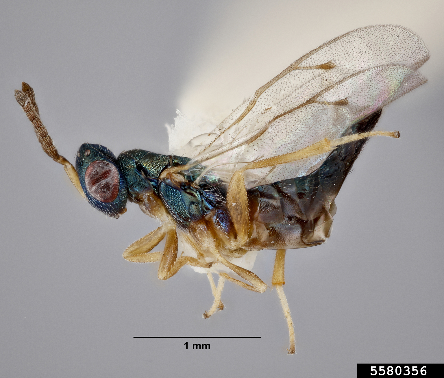 bark beetle parasite (Rhopalicus tutela)