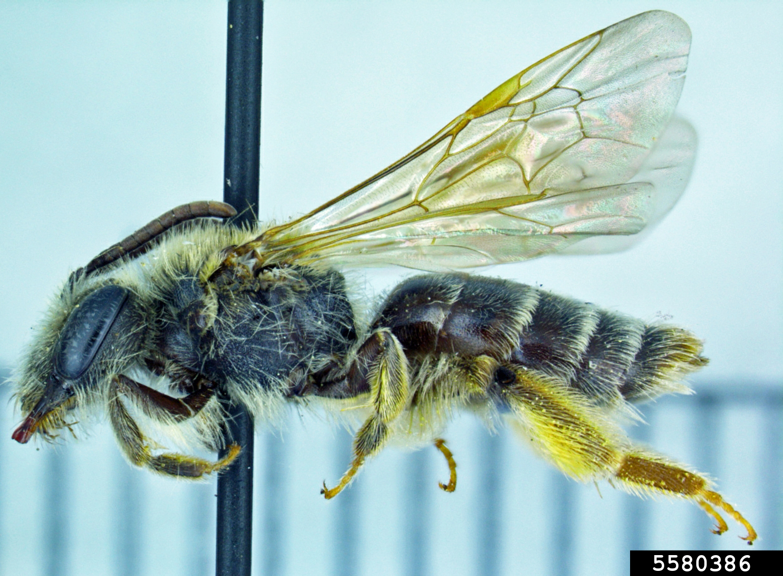 mining bee (Andrena imitatrix)