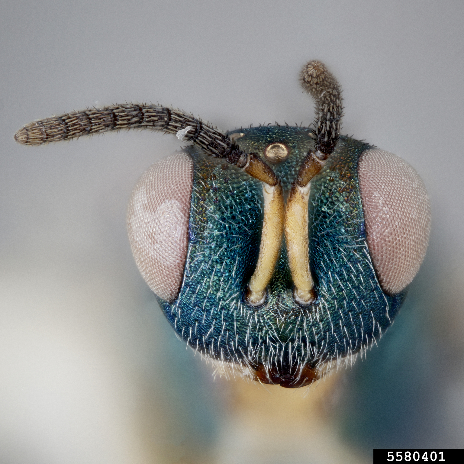 bark beetle parasite (Rhopalicus tutela (Walker))