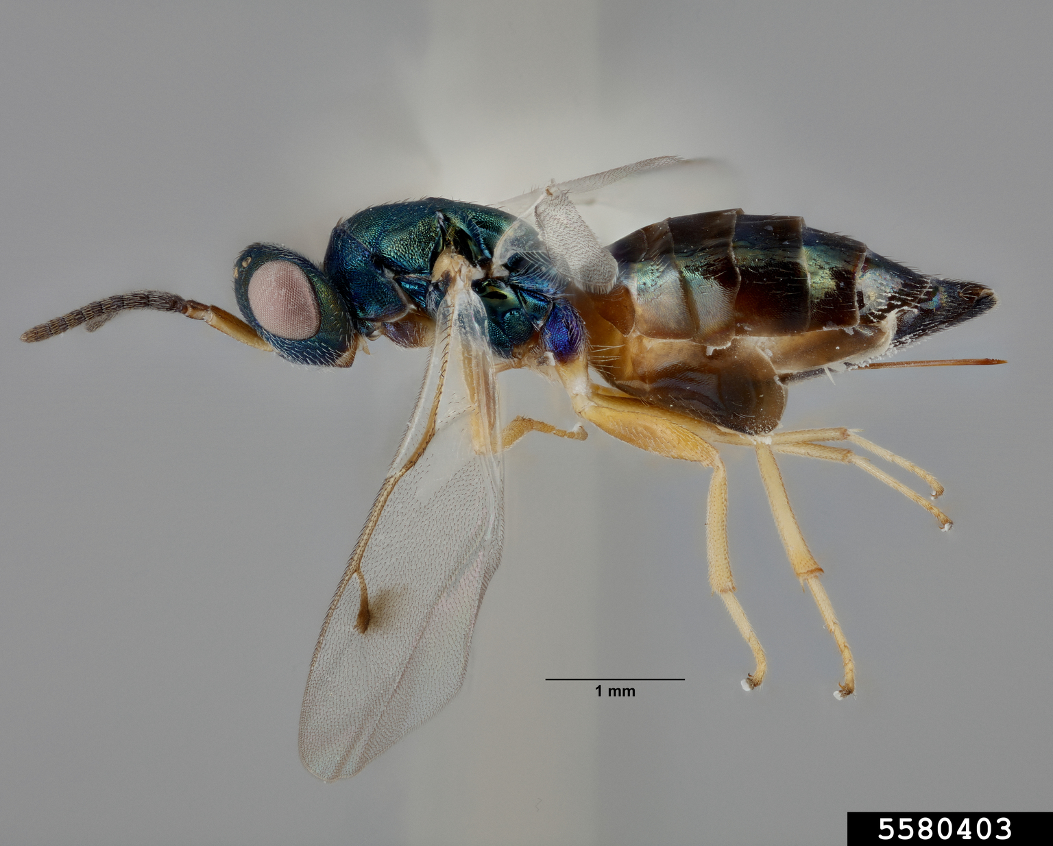 bark beetle parasite (Rhopalicus tutela (Walker))