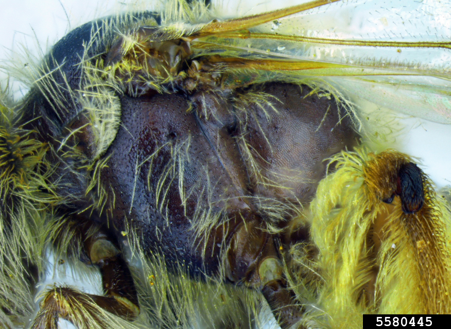 mining bee (Andrena hypoleuca Cockerell, 1939)