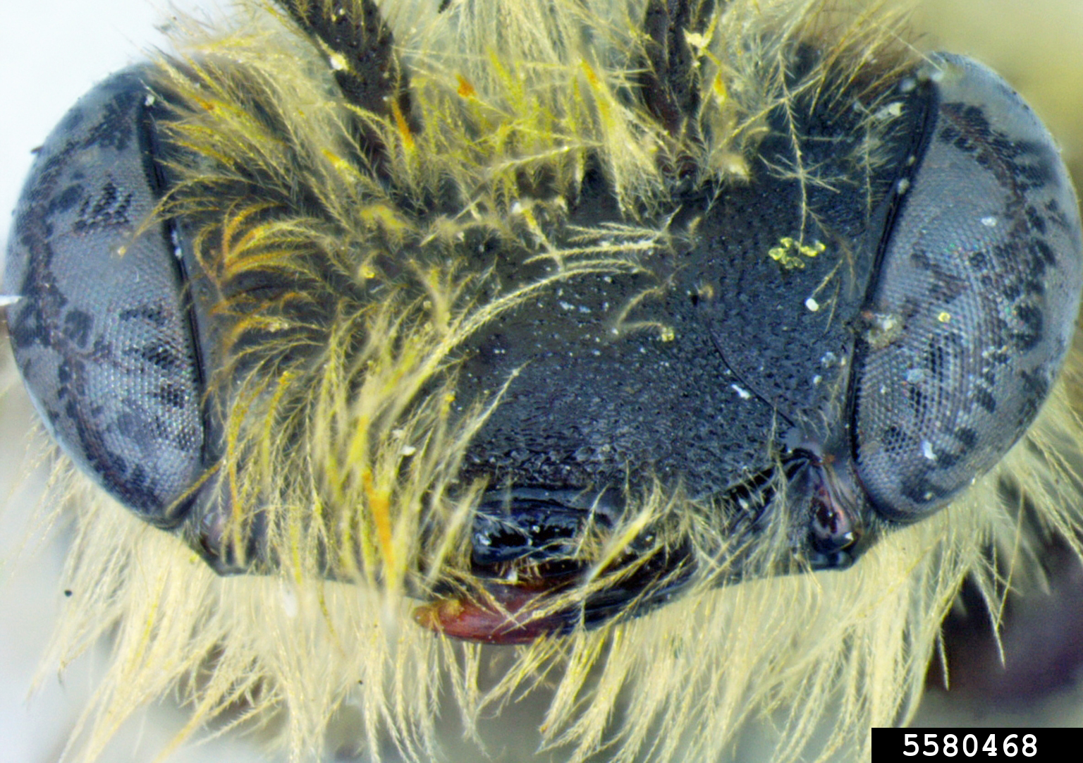 mining bee (Andrena hypoleuca)