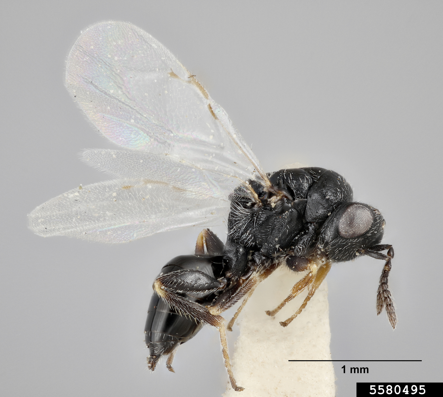 Chalcid wasp (Systole geniculata Foerster)
