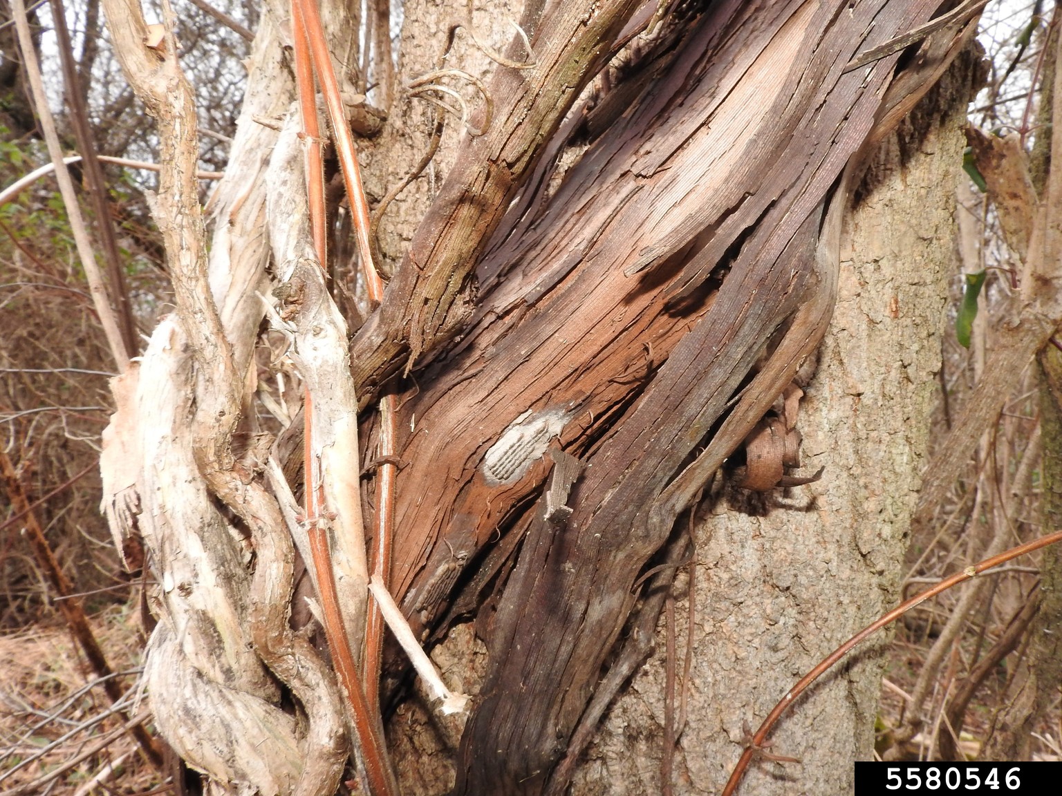 spotted lanternfly (Lycorma delicatula)