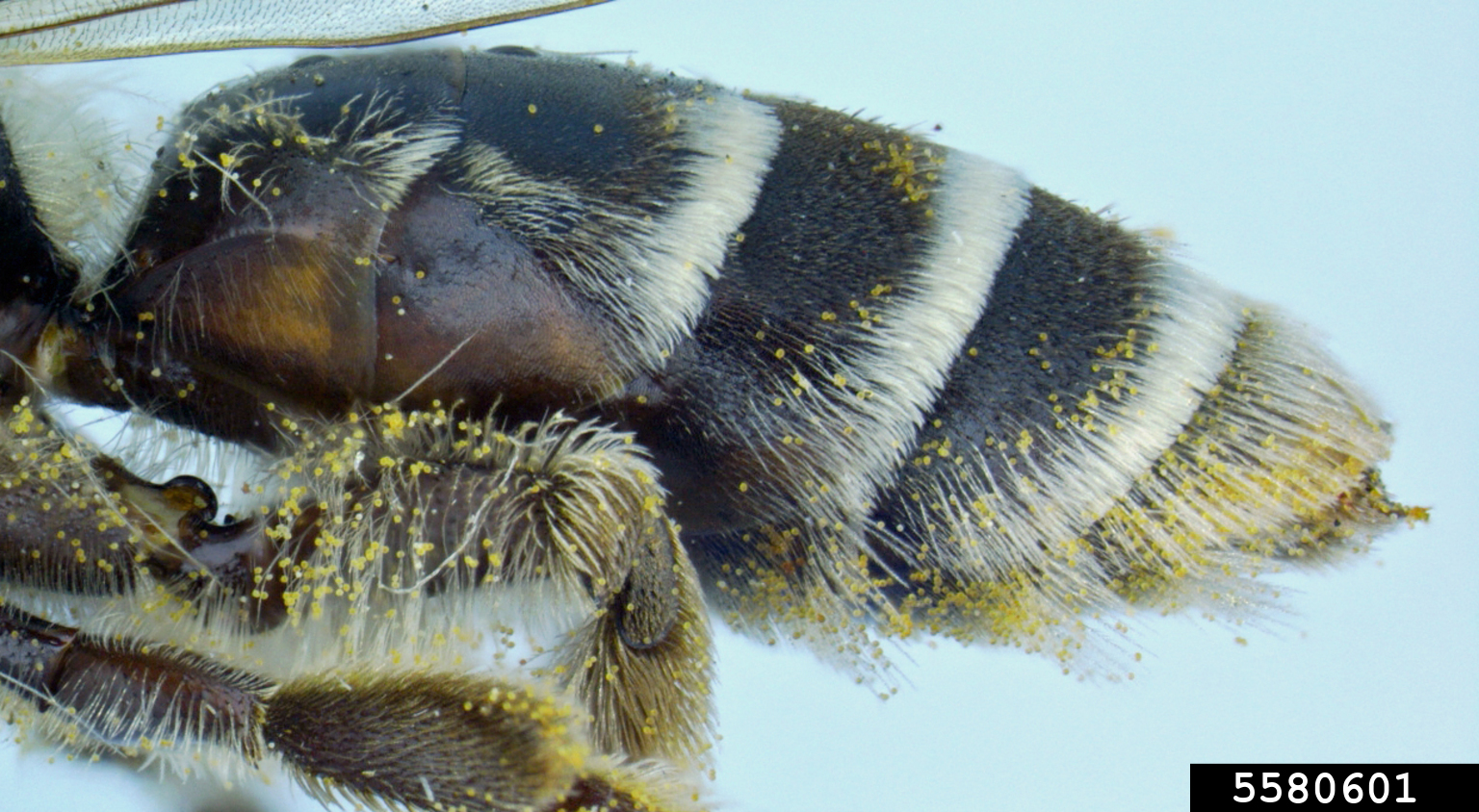mining bee (Andrena pallidifovea)