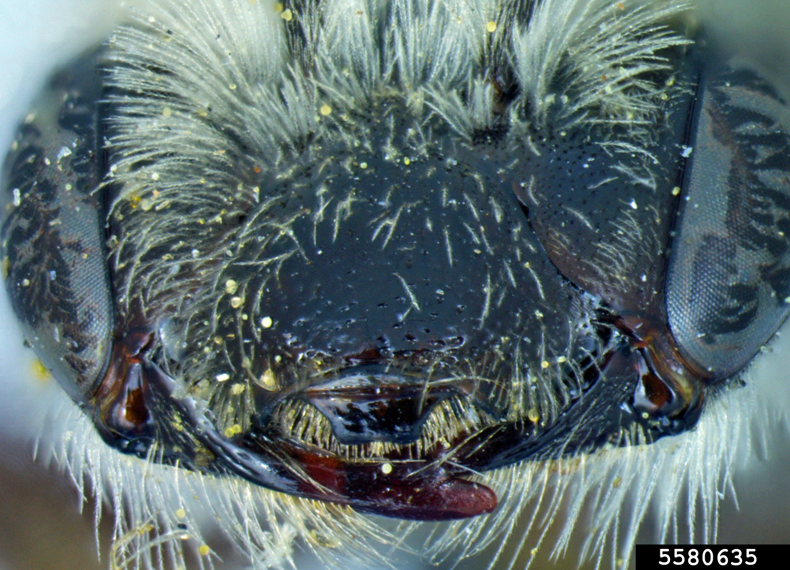 mining bee (Andrena declinis LaBerge, 1977)