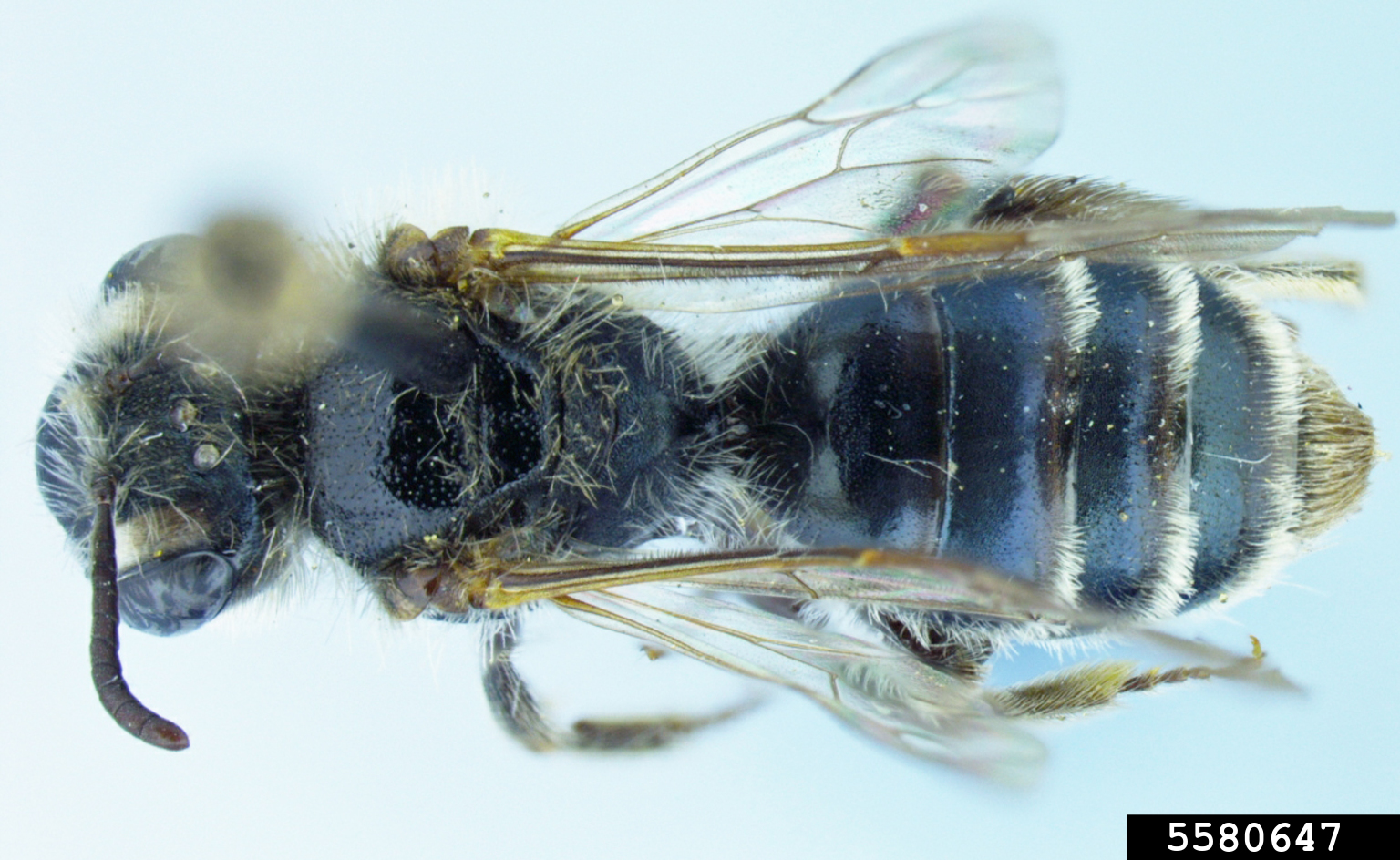 mining bee (Andrena illustris LaBerge, 1977)