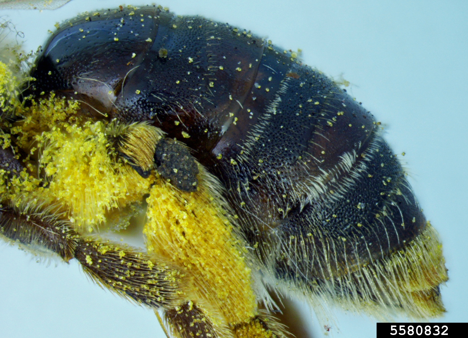 mining bee (Andrena cyanophila Cockerell, 1906)