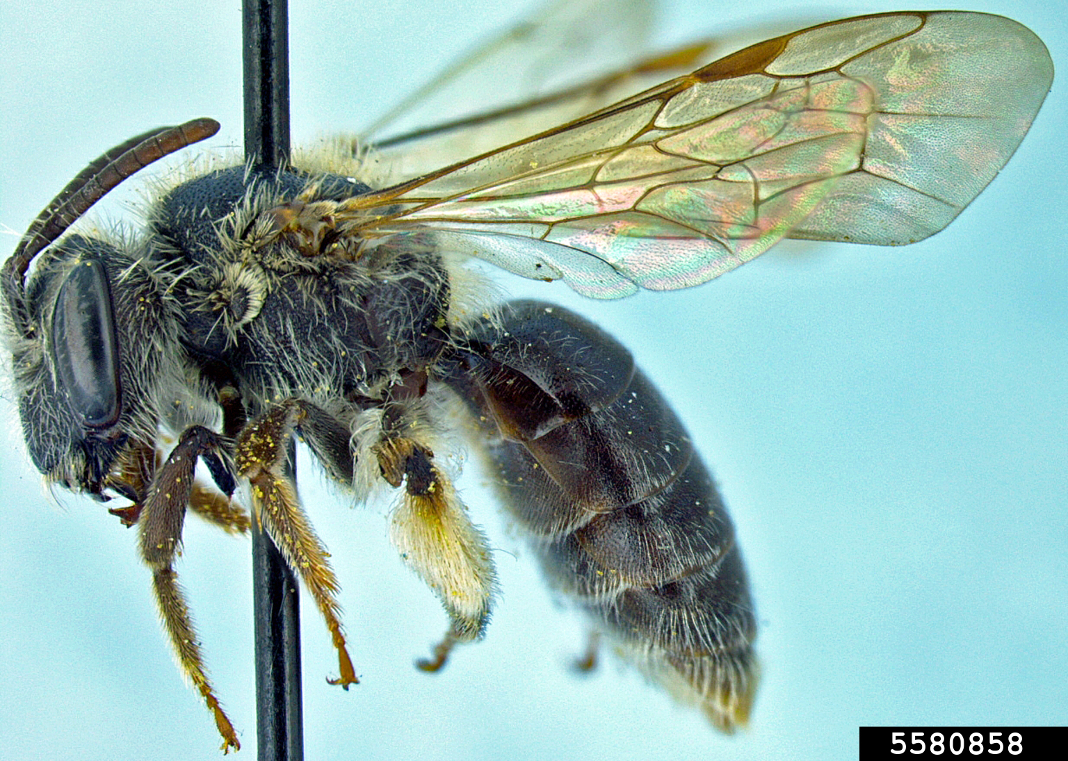 mining bee (Andrena forbesii Robertson, 1891)