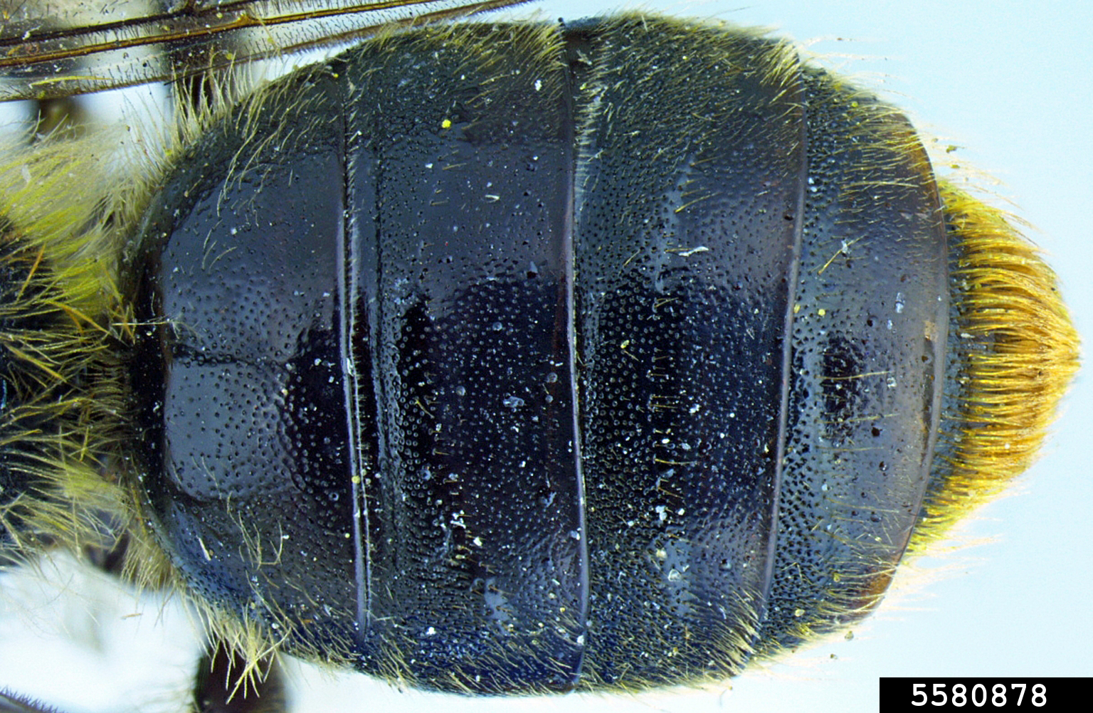 mining bee (Andrena fuscicauda Viereck, 1904)