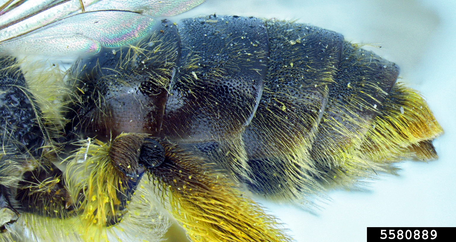 mining bee (Andrena fuscicauda Viereck, 1904)