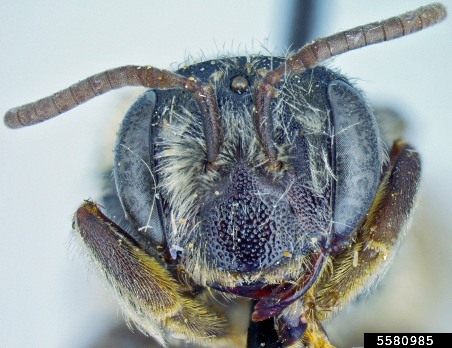 mining bee (Andrena miranda Smith, 1879)