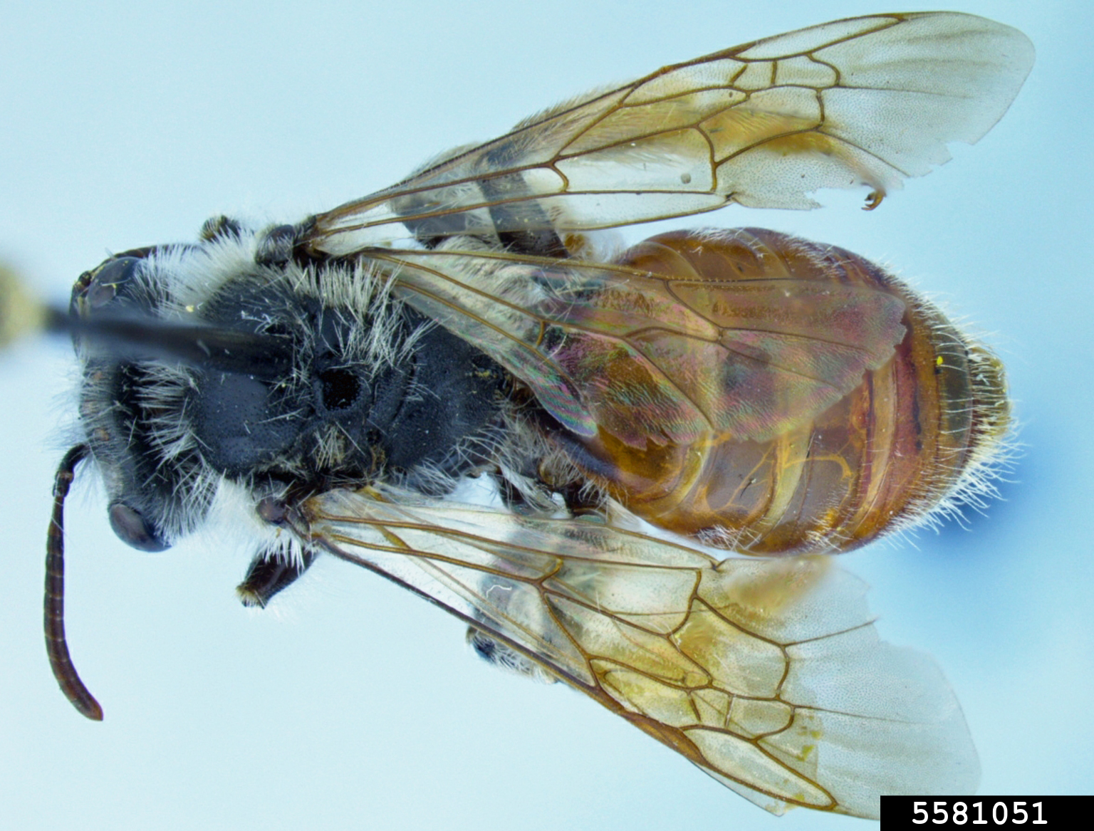 mining bee (Andrena erythrogaster)