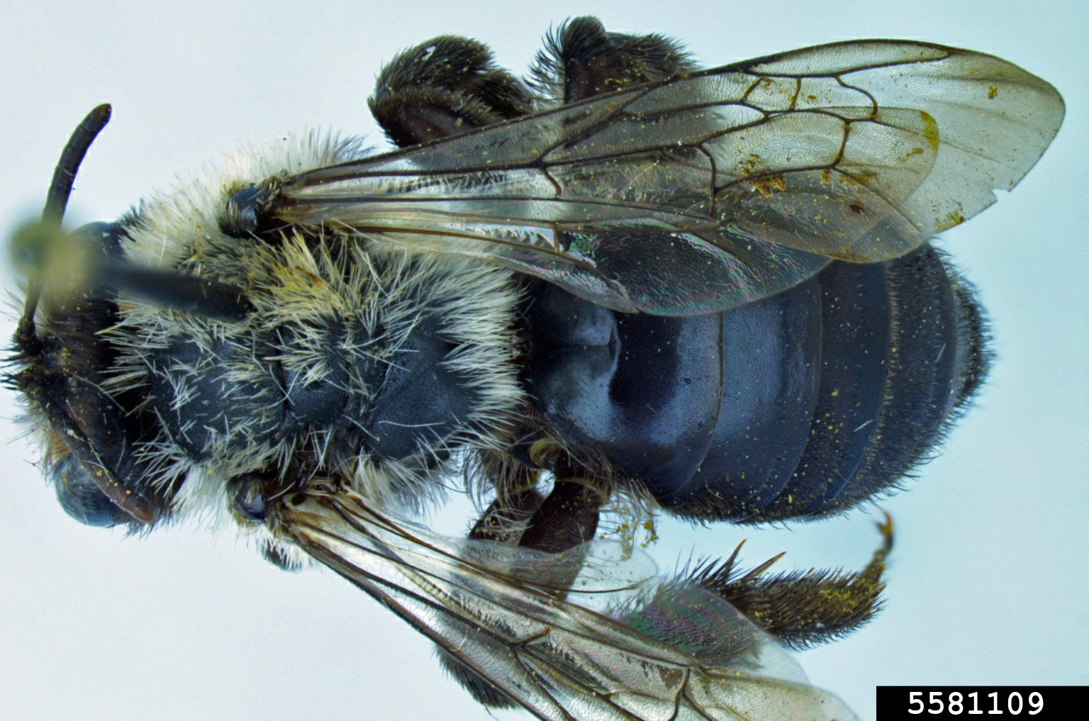 mining bee (Andrena hurdi)