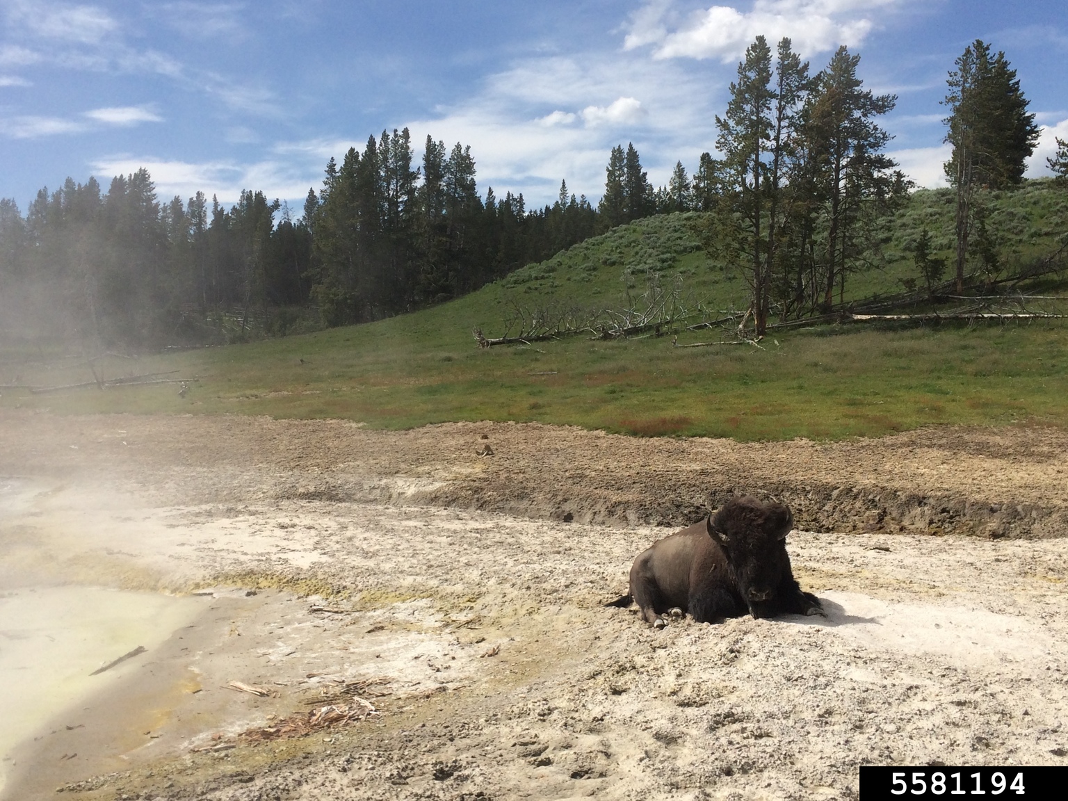 American bison (Bison bison)
