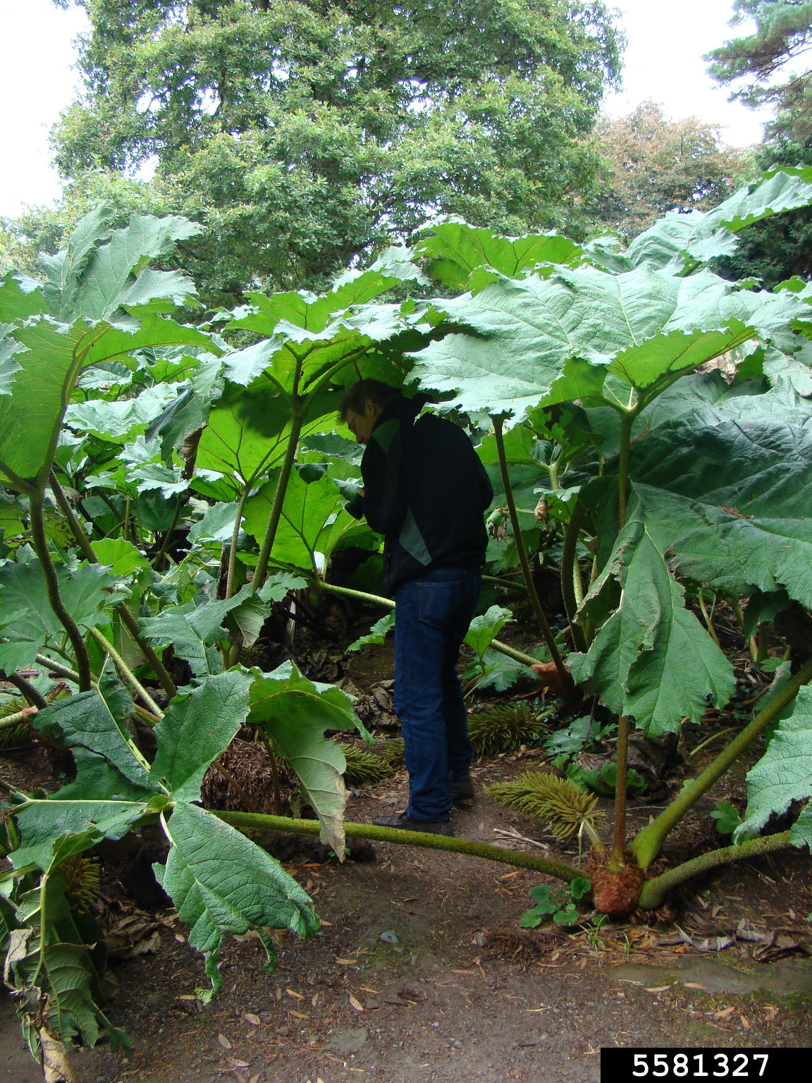 giant rhubarb (Gunnera manicata Linden)