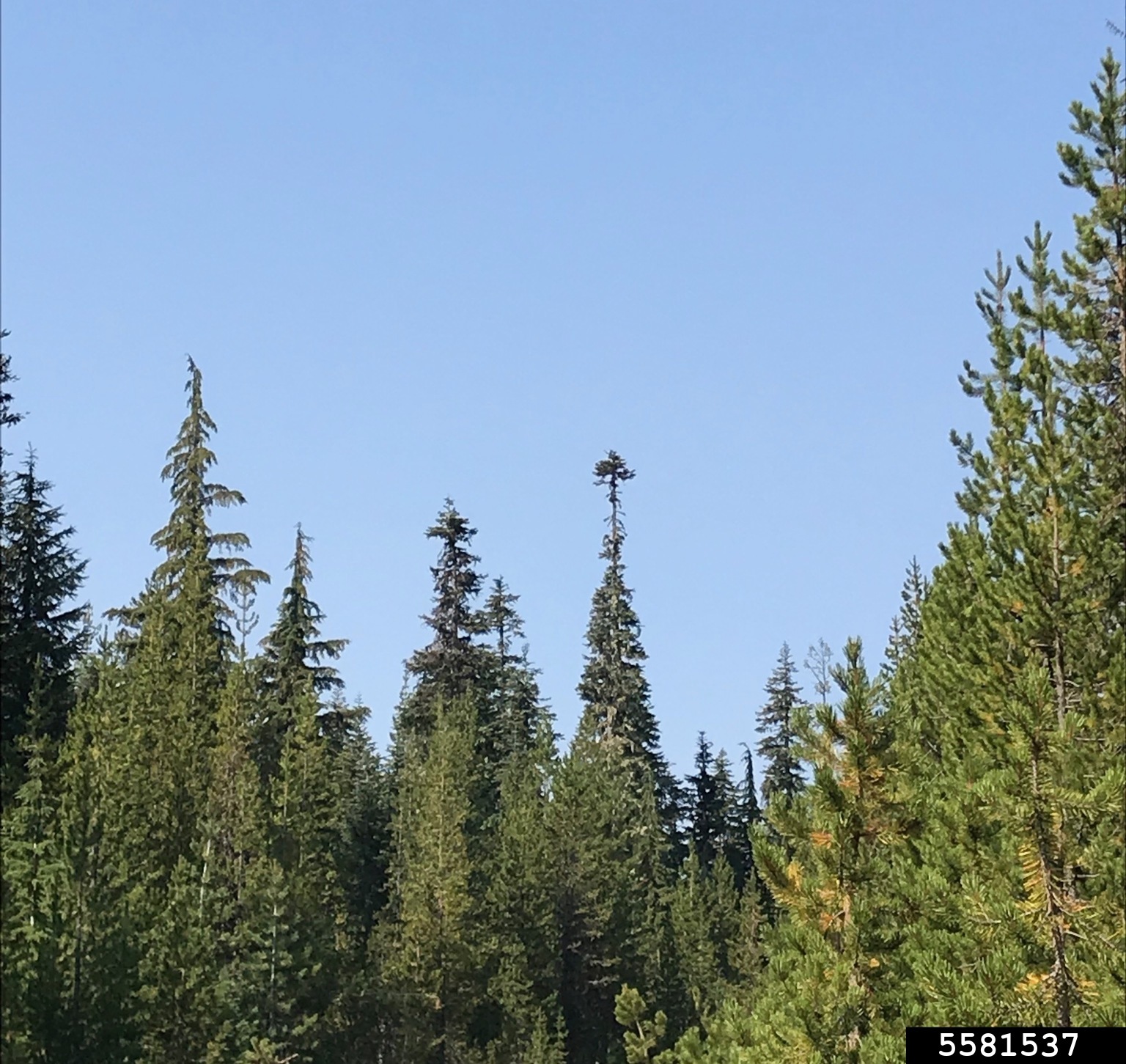 balsam woolly adelgid (Adelges piceae (Ratzeburg, 1844))